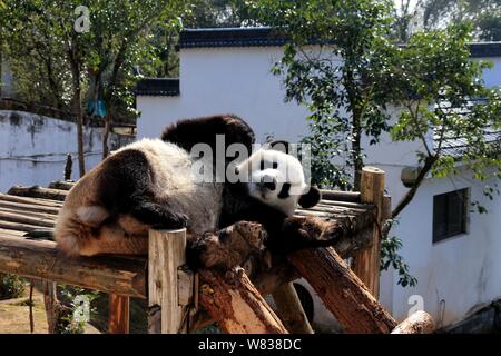 A giant panda lies on a wooden stand to enjoy the sun at the Giant ...