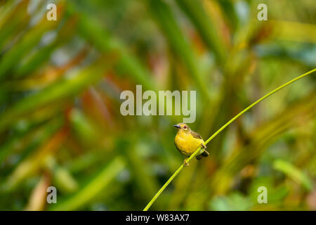 Female Yellow-bellied Sunbird or Olive-backed Sunbird (Nectarinia ...