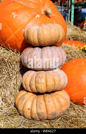 vegetable pumpkin heirloom squash cinderella vine grape vine grape-vine ...