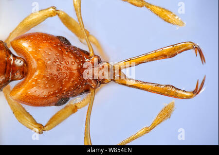 Close up of ant (Acanthognathus brevicornis) from South America ...