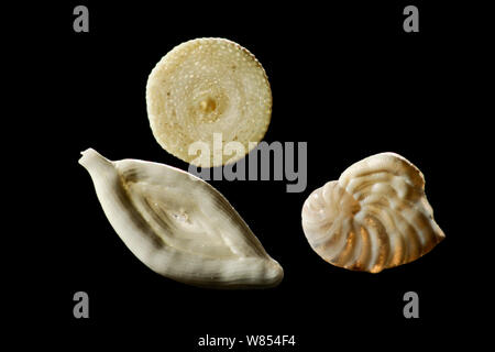 Foraminifera shells from sample of calcareous sand: upper left ...