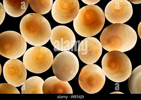 Opercula of Turban snail (Bolma rugosa) this is the lid attached to the ...