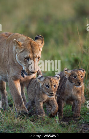 Lioness Walking along Masai Mara Road Stock Photo - Alamy