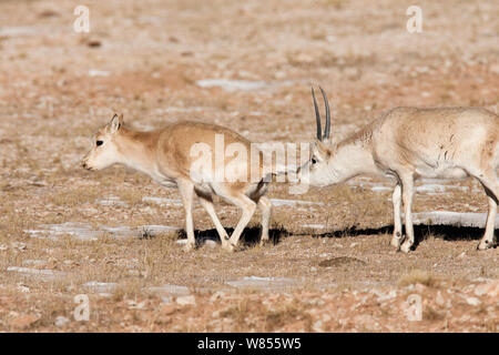 Tibetan antelope (Pantholops hodgsoni) male with group of females ...
