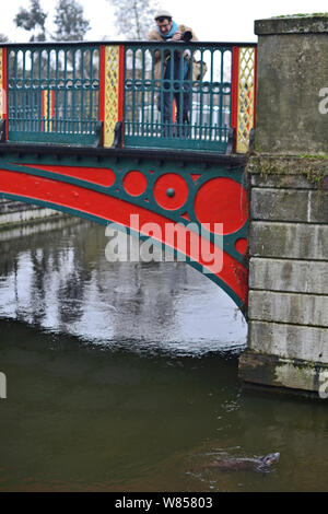 River Thet Thetford town centre Norfolk England Stock Photo - Alamy