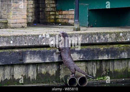 the River Thet in Thetford town centre, Norfolk, UK Stock Photo - Alamy