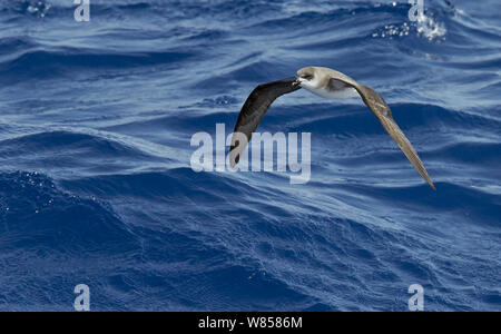 Fea's Petrel (Pterodroma feae deserta) in flight over Atlantic ocean ...