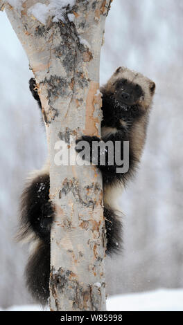 Wolverine (Gulo gulo) climbing tree, Kamchatka, Russia Stock Photo - Alamy