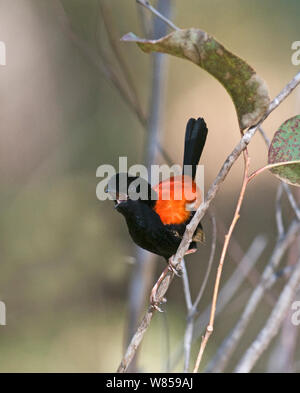 The red-backed fairywren (Malurus melanocephalus) is the smallest of ...