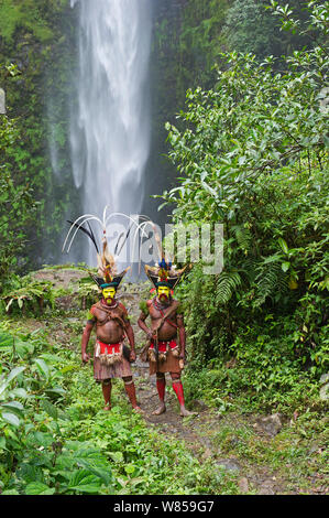 Huli Wigman adorned in Bird of Paradise head dress Tari Highlands Papua ...