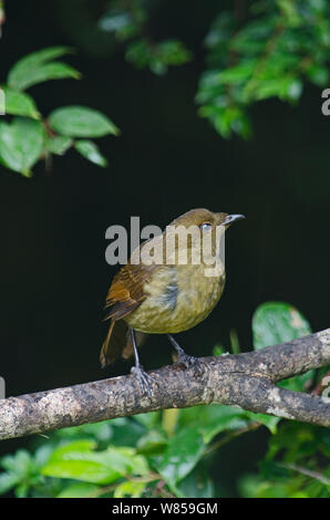 Crested Bird-of-paradise (Cnemophilus macgregorii) male, Papua New ...