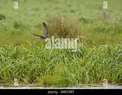 Hobby Falco subbuteo hunting Lakenheath RSPB Reserve Suffolk May Stock ...