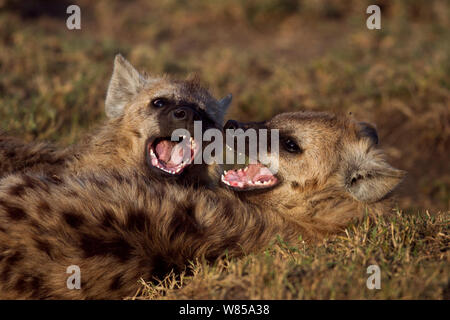 Spotted hyenas (Crocuta crocuta) playing. Masai Mara National Reserve ...