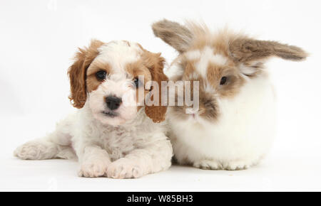 Cute red and red-and-white Cavapoo puppies, 5 weeks, staring lovingly ...