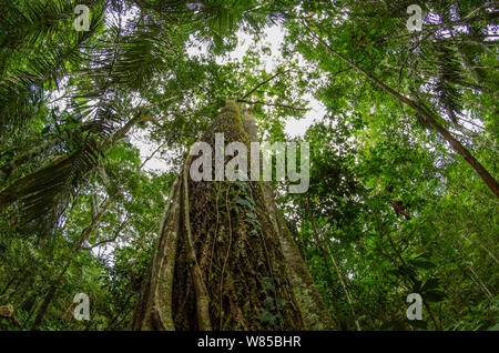 Jacareuba or Lagarto caspi Calophyllum brasiliense and Brosimum (right ...