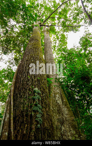 Jacareuba or Lagarto caspi Calophyllum brasiliense Rainforest timber ...