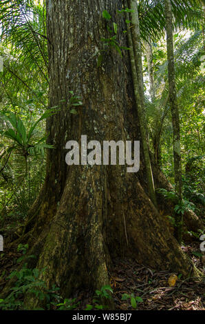 Honduran or big-leaf mahogany (Swietenia macrophylla), Rainforest ...