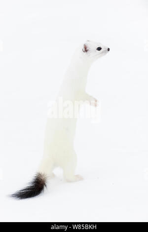 Stoat with a white winter coat standing upright, Mustela erminea ...