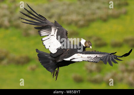 Andean Condor Vultur gryphus Patagonian Chile November Stock Photo - Alamy