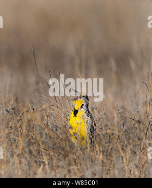 Western Meadowlark, Sturnella neglecta, singing on the Mixed Grass ...