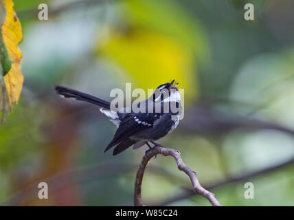 Friendly Fantail Rhipidura albolimbata Tari Valley Southern Highlands ...