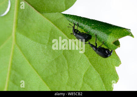 Birch leaf-roller beetles (Deporaus betulae) rolling leaf ...