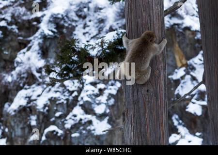 Japanese Macaque (Macaca fuscata) climbing in trees, Jigokudani, Japan ...