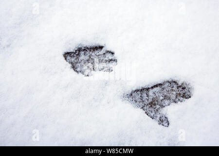 Japanese macaque (Macaca fuscata) footprints in snow near hot spring in ...