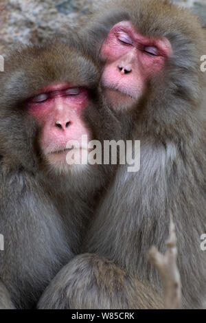 Japanese Macaque (Macaca fuscata) huddling together for warmth ...