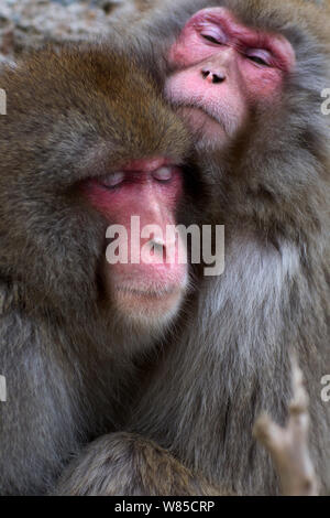 Japanese Macaque (Macaca fuscata) huddling together for warmth ...