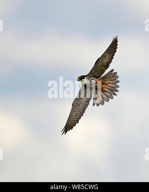Hobby (Falco subbuteo) hunting, Lakenheath RSPB Reserve, Suffolk, May ...