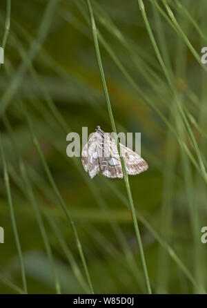 Brown China-Mark moth (Elophila nymphaeata Stock Photo - Alamy