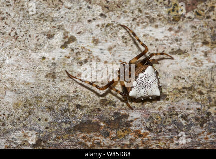 Triangle orb weaver (Verrucosa arenata) on its web, Manzanillo, Costa ...