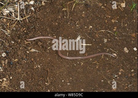 European worm snake or blind snake, Typhlops vermicularis, Bulgaria ...