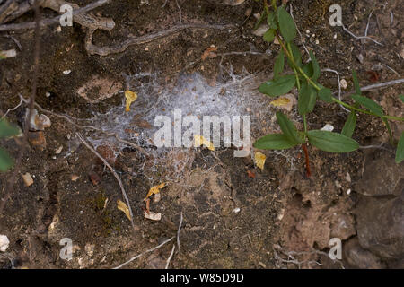 Web of Velvet Spider (Eresus) Corfu Stock Photo - Alamy