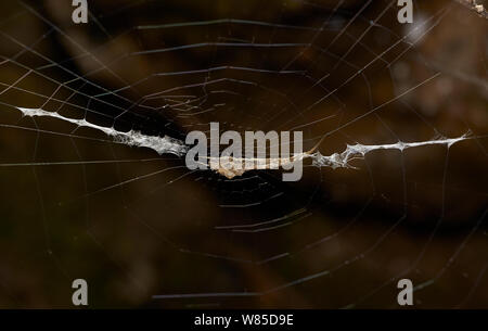 ULOBORID spider in web (Uloboridae) This family of siders is unique in ...