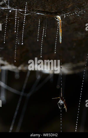 Fungus gnat (Arachnocampa luminosa) larva and sticky silk threads ...