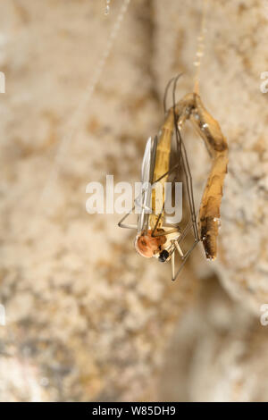 Fungus gnat (Arachnocampa luminosa) emerging from pupa, Glowworm cave ...