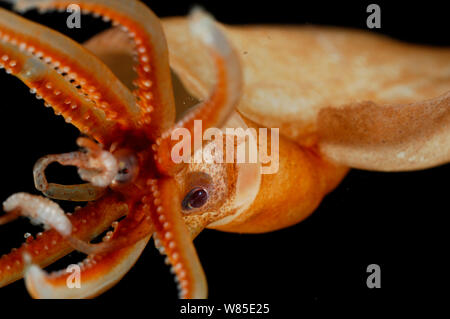 Big fin squid (Magnapinna atlantica) species only known from two ...