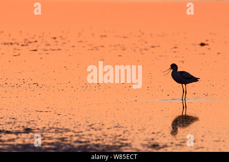 Lonely pied avocet (Recurvirostra avosetta Stock Photo - Alamy