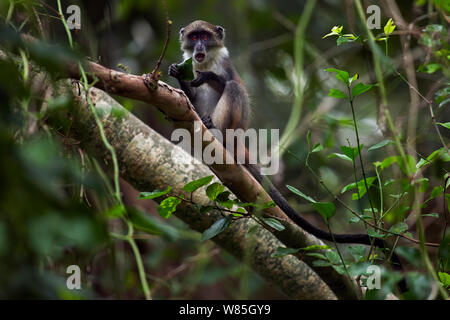 Golden Monkey, Golden Guenon (Cercopithecus mitis kandti, Cercopithecus ...