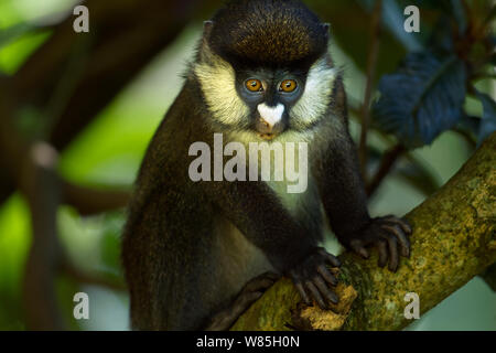Red-tailed monkeys (Cercopithecus ascanius) standing amongst the fruits ...