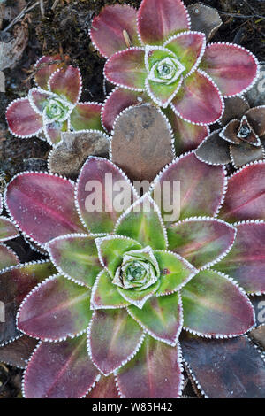 Pyramidal saxifrage, Saxifraga cotyledon, Norway Stock Photo - Alamy