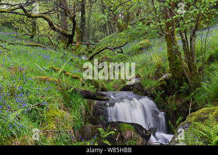 Waterfall at Inversnaid RSPB Reserve on shores of Loch Lomond Scotland ...