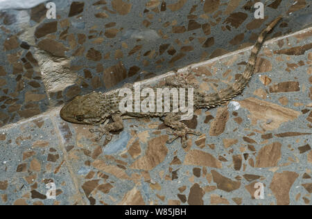 MOORISH GECKO (Tarentola mauritanica) Menorca Stock Photo - Alamy