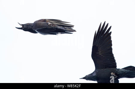 Raven; Corvus corax; Flying Upside Down; UK Stock Photo - Alamy