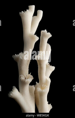 Deepsea Hard coral (Lophelia pertusa) from Atlantic Ocean, at a depth ...