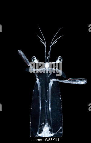 Mantis shrimp larvae Stock Photo - Alamy