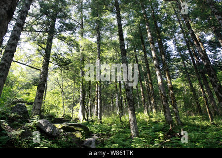 --FILE--Landscape of Shennongjia National Nature Reserve in autumn in ...