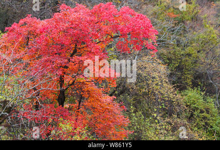 --FILE--Landscape of Shennongjia National Nature Reserve in autumn in ...